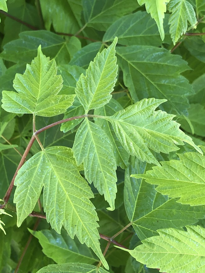 Free ISA CEUs: Week of September 8, 2025 – Abbott Botanical Assessments ...