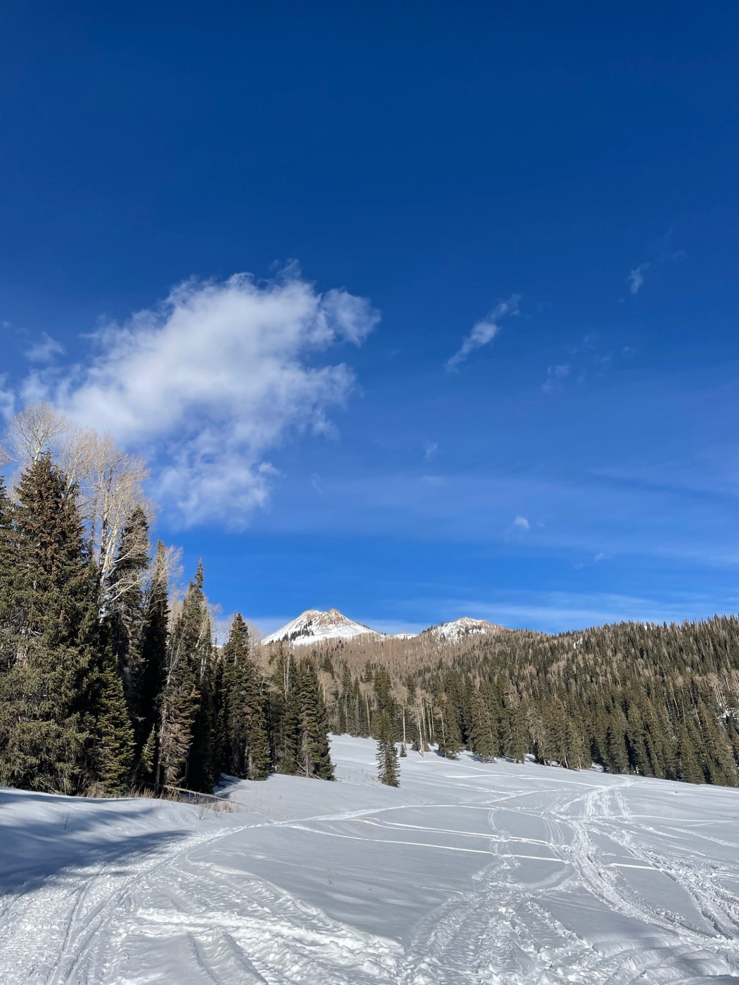 Free ISA CEUs: Week of January 26, 2026 – Abbott Botanical Assessments, LLC